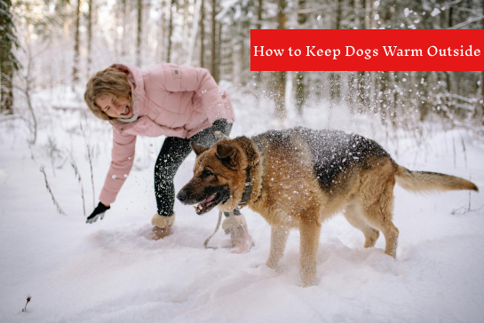 How to Keep Dogs Warm Outside: 9 Key Tips | Renogy US